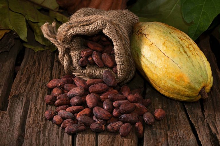 La magia del cacao - 100% CHOCO