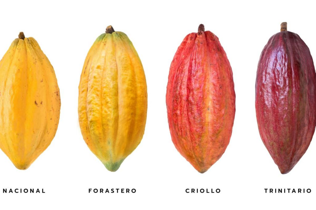 Comparación de los cacaos Trinitario y Nacional - 100% CHOCO