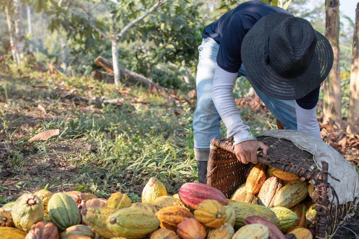 Traditional Harvesting Methods of Small Cocoa Farmers - 100% CHOCO