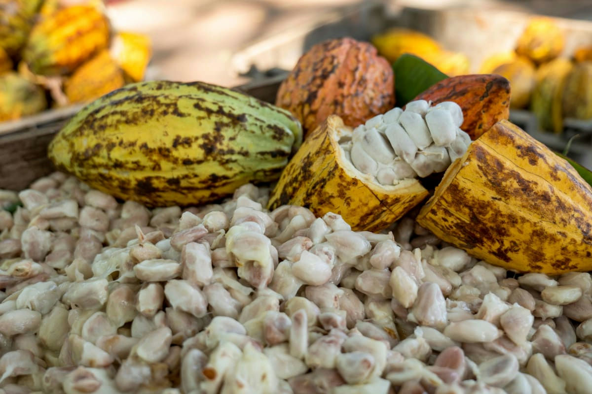 Fermentation process of cocoa beans - 100% CHOCO